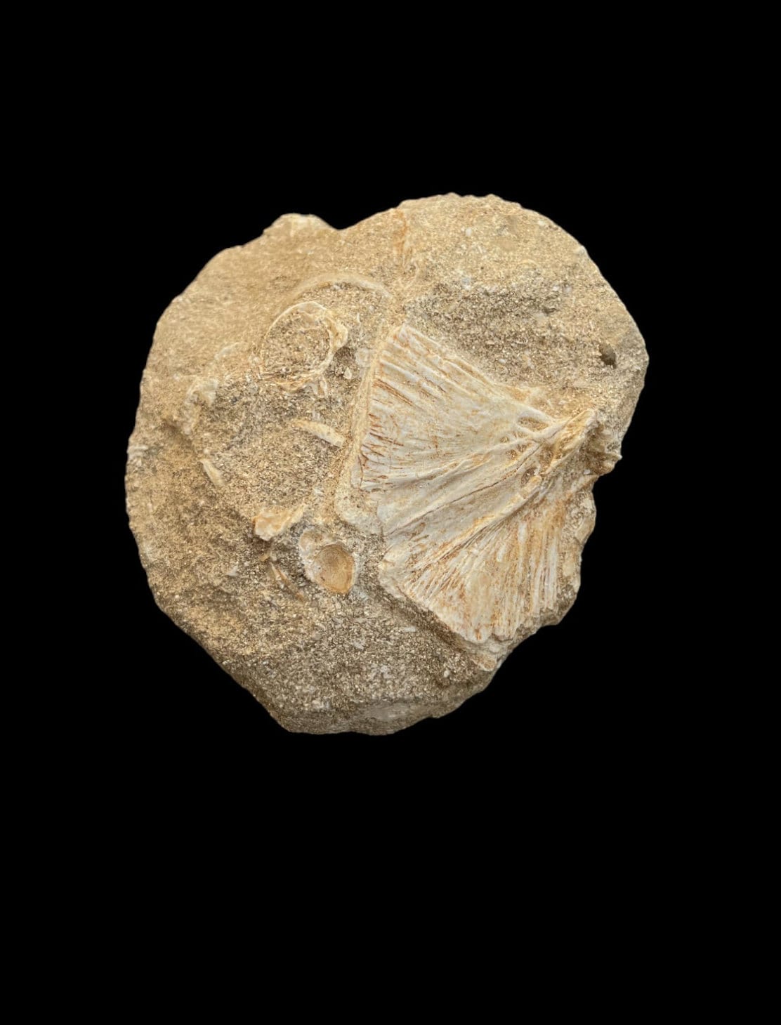 1.9 Fossil Fish enchodus Hypural Bone in Matrix - Etsy