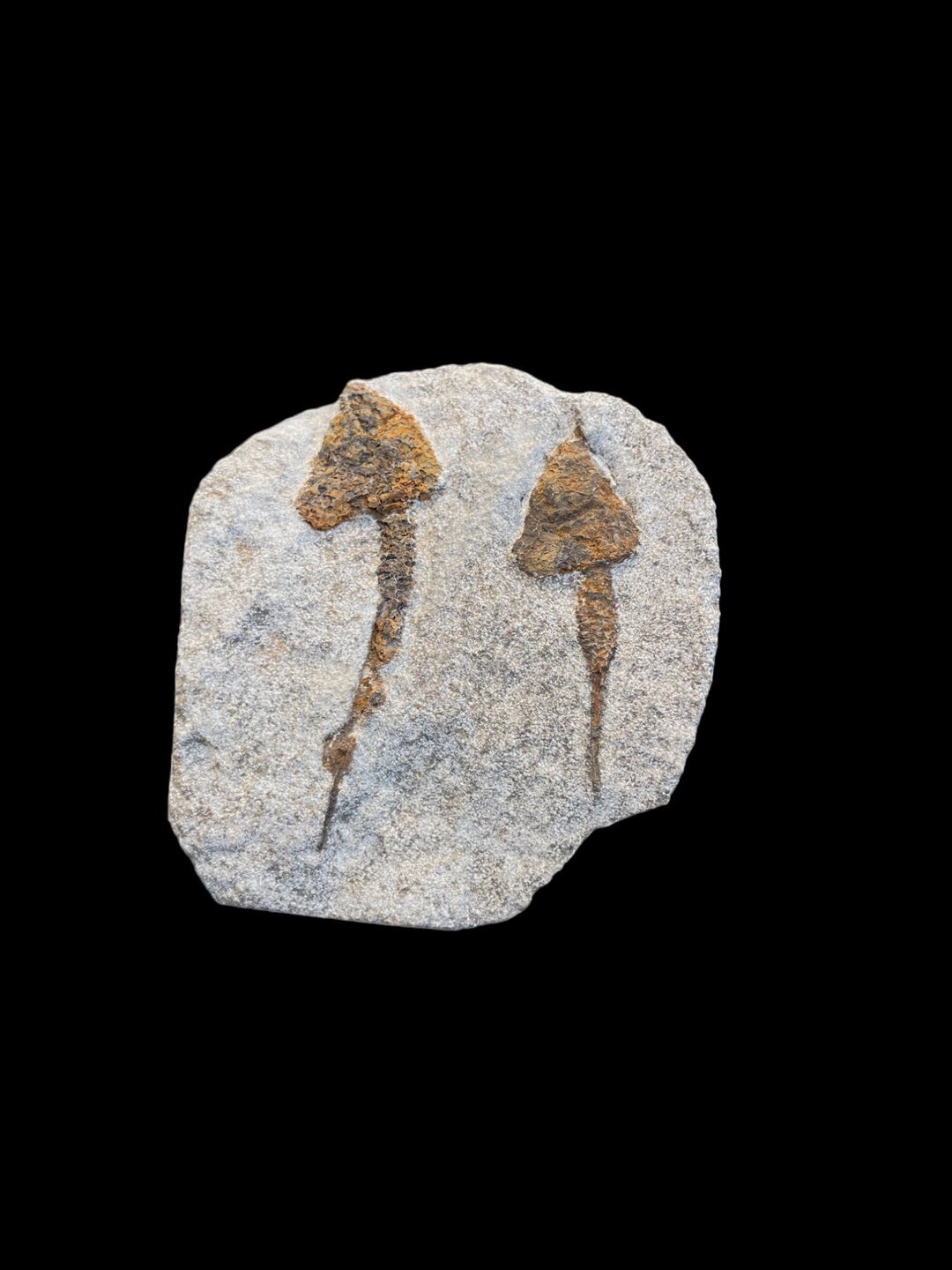 Unearthed Marvel: Exceptional Double Xiphosurida Fossil From Morocco A ...