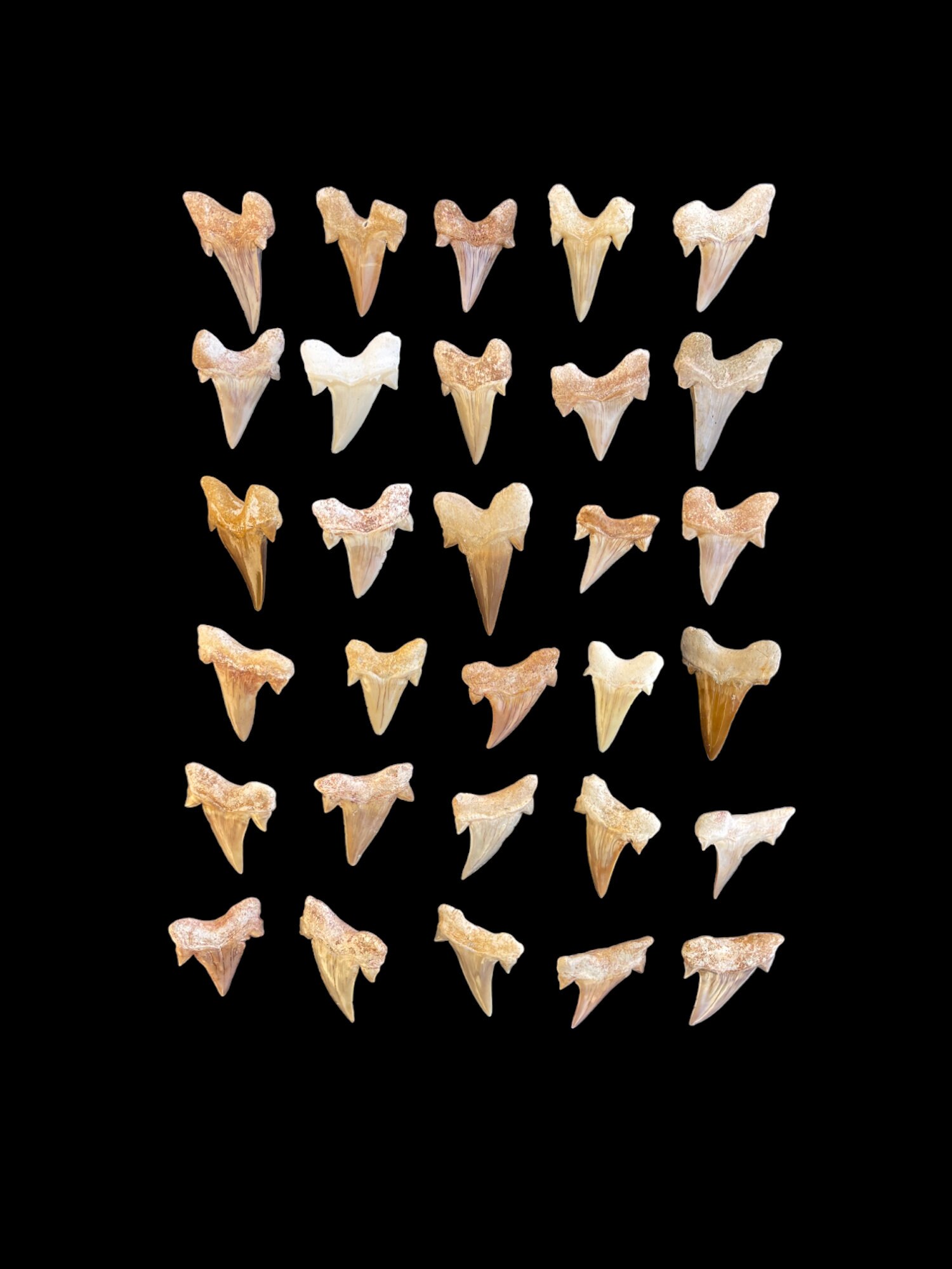 Awesome Collection of 30 Otodus Obliquus Shark Teeth Bulk - Etsy