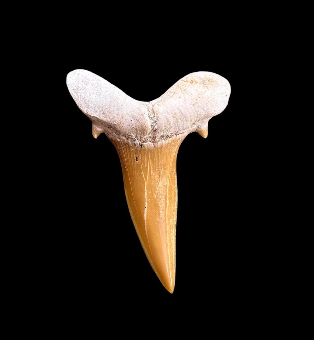 Authentic Goblin Shark Tooth Fossil - Benguerir, Morocco- Rare Goblin ...