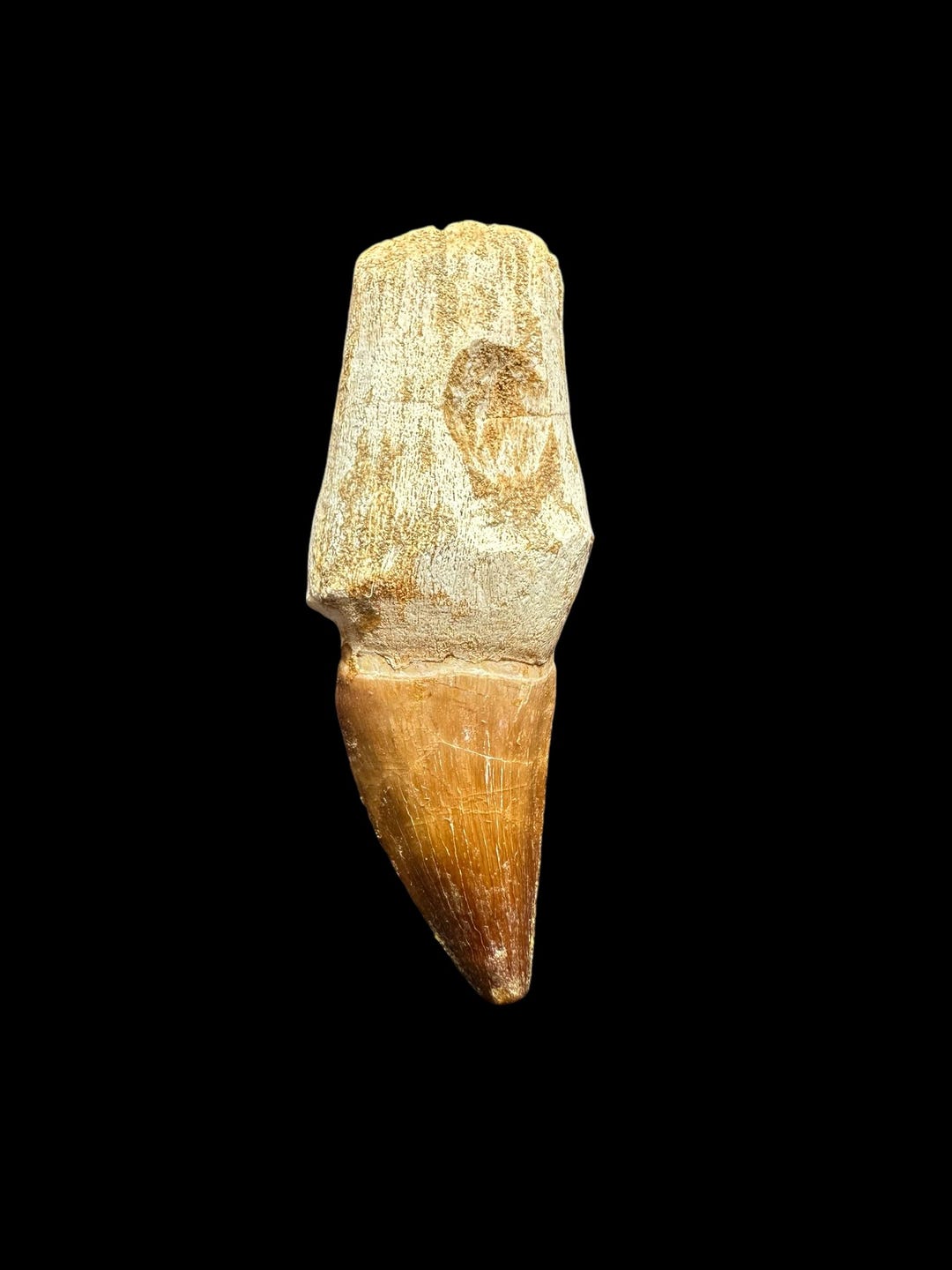 Sweet Rooted Mosasaurus Tooth in Its Root From Morocco, Fossilized Dino ...