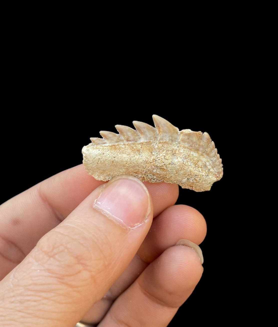 Awesome Notidanodon Loozi Cow Shark Tooth Fossil Great - Etsy