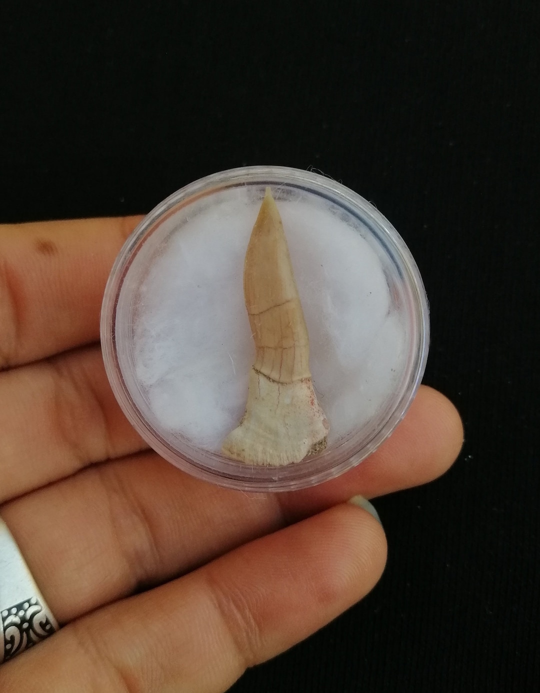 Sawfish Tooth Sawfish Fish Tooth Shark Fossil Shark Tooth Shark Teeth ...