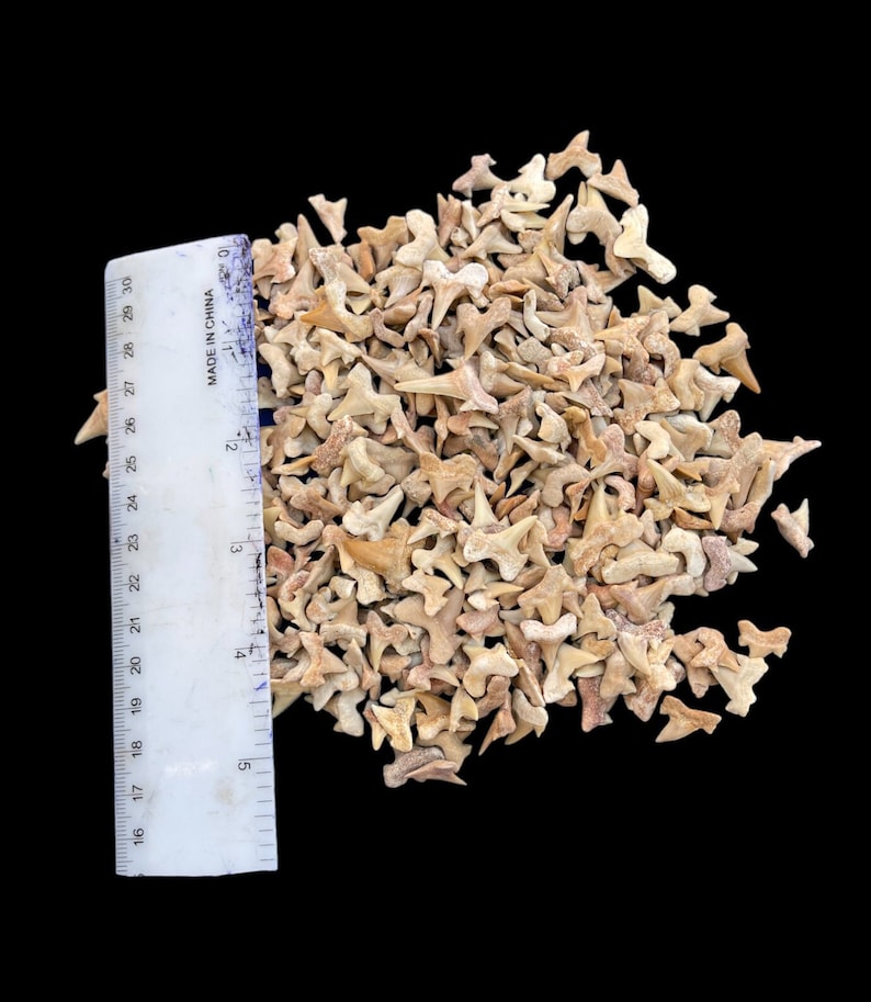 Discover the Hidden Treasures of the Seas With Our Exquisite Collection ...