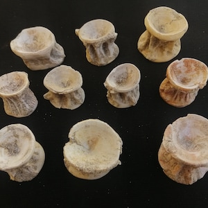 Fossil Morocco Set of Fish Vertebrae Shark Gar Enchodus - Etsy