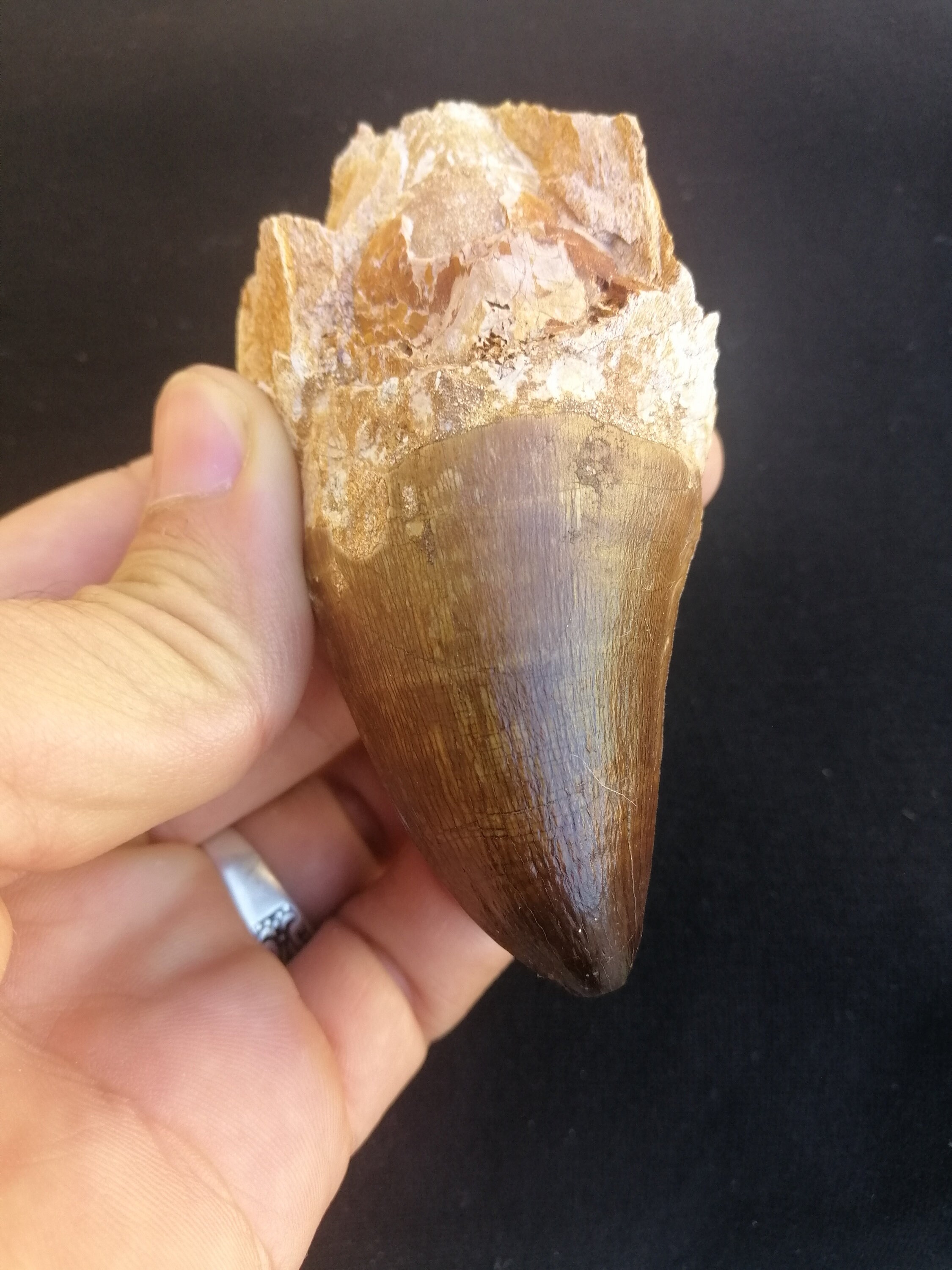 A Huge Mosasaurus Tooth in Its Root From Morocco Fossilized - Etsy ...