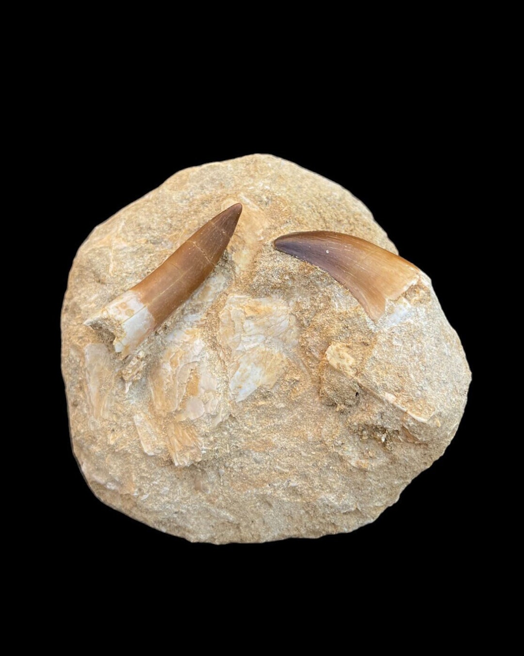 Discover Ancient Wonders: Mosasaurus and Plesiosaurus Teeth in Matrix ...