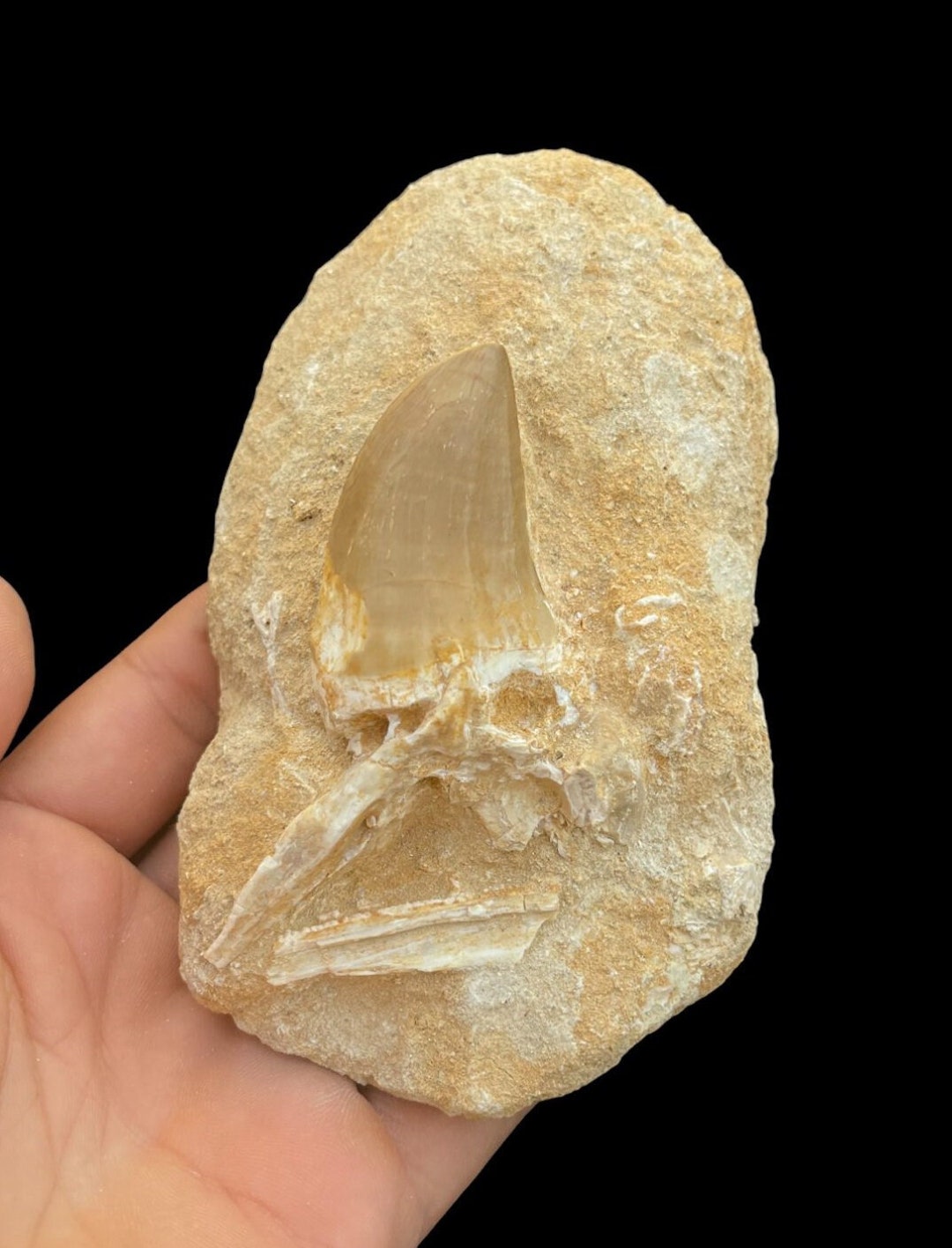 Great Mosasaurus Tooth With a Nice Color and Some Original Bones From ...