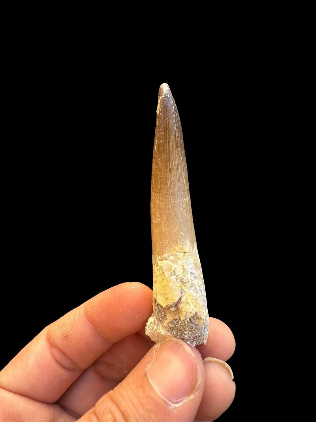 Stunning Plesiosaurus Tooth zarafasaura Oceanis Upper Cretaceous Age ...