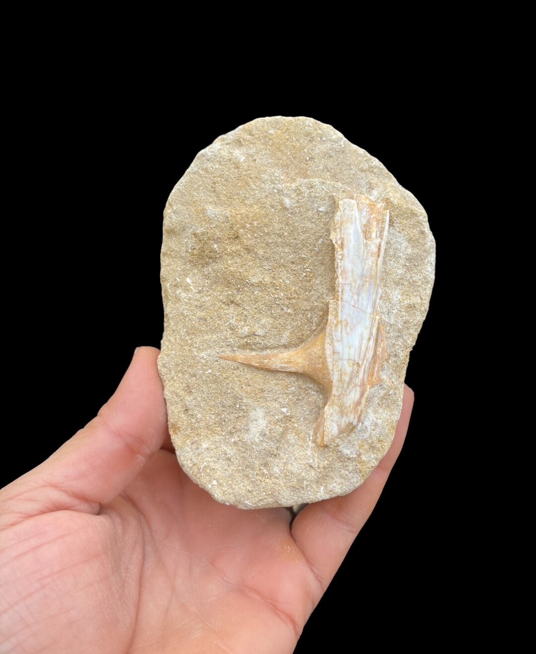 Enchodus Tooth Fossil - A Piece of History to Own and Cherish ...