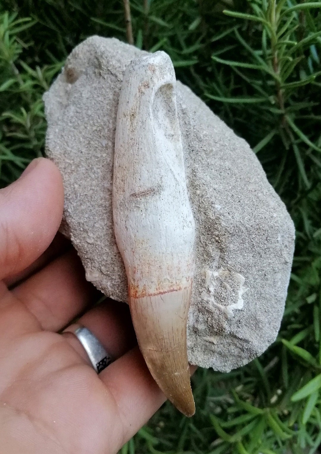 Awesome Mosasaurus Tooth With Root in Matrix From Morocco - Etsy