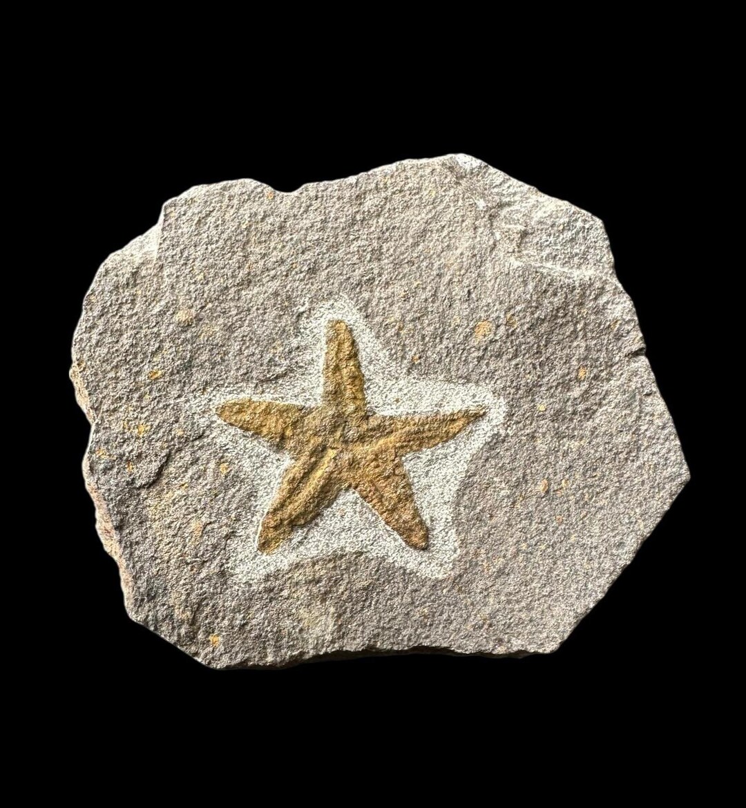 Rare Ordovician Brittle Star Fossil on Matrix, Morocco (4.13 Inches) - Etsy