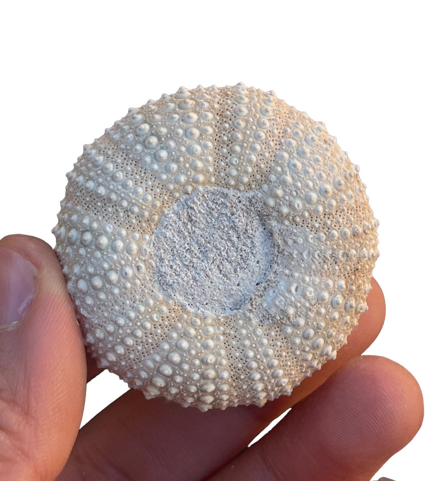 SEA URCHIN Fossil Shell Mineral Echinoid Echinoderm Specimen From ...