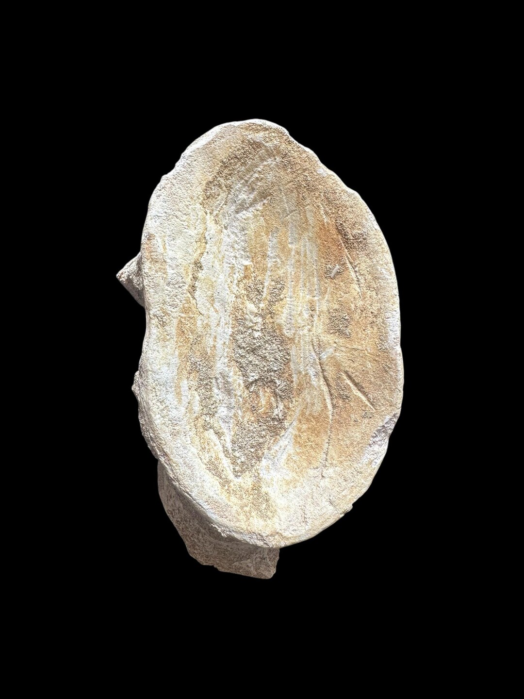 Awesome Marine Predator Fossil – Genuine Plesiosaurus Vertebra ...