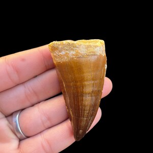 Great Mosasaur Tooth Large Marine Dinosaur Mosasaurs Real Fossil From ...