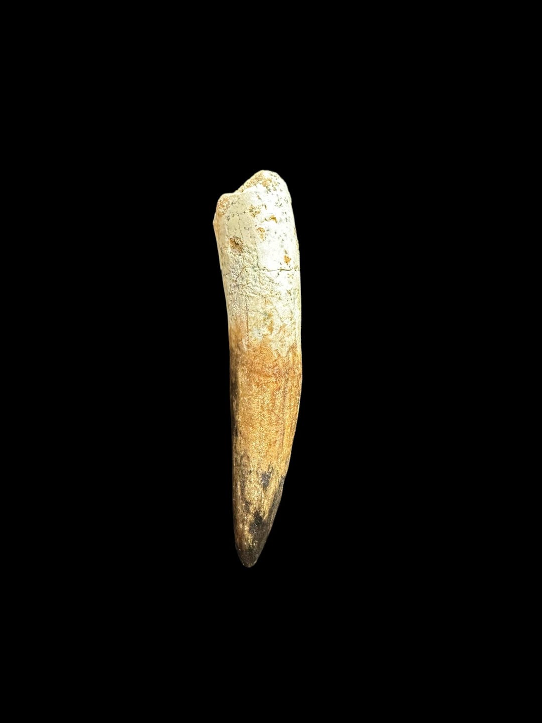 Sweet Spinosaurus Tooth Fossil – Moroccan Prehistoric Relic – Rare Dino ...