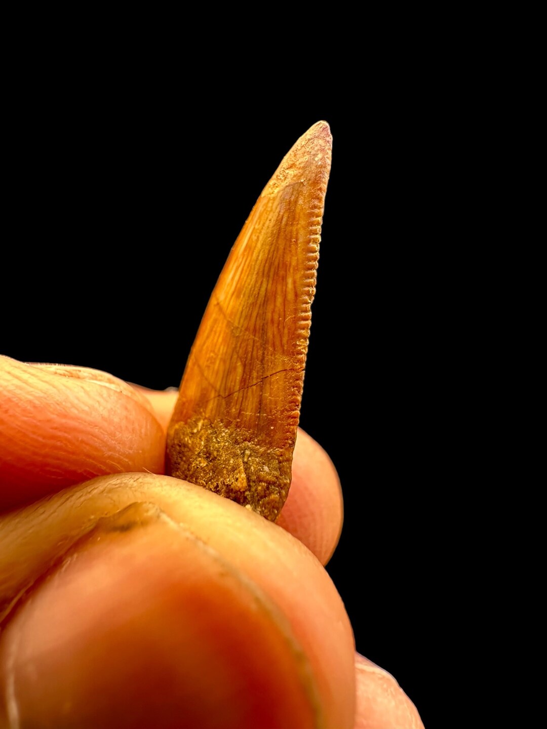 Awesome Prehistoric Majesty: Authentic Abelisaur Dinosaur Tooth From ...