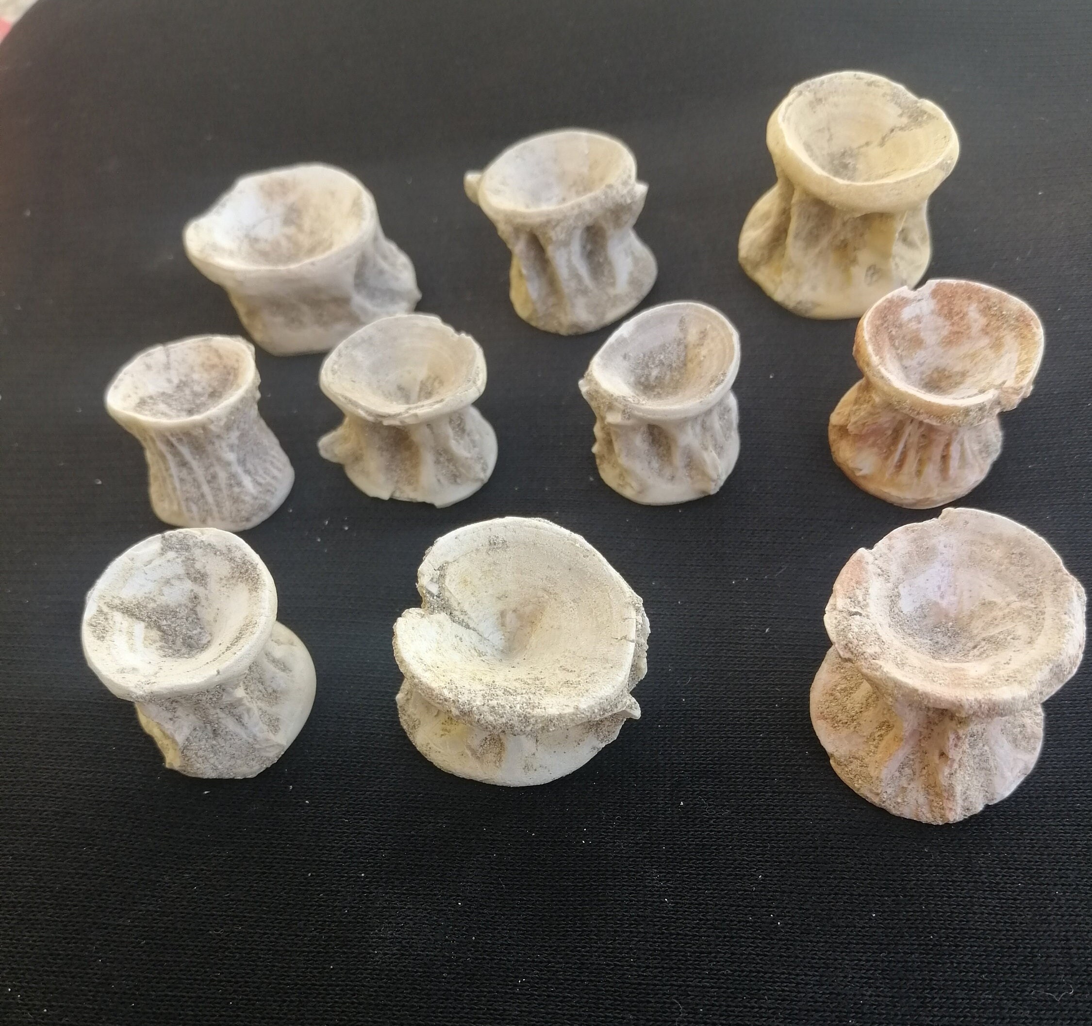 Fossil Morocco Set of Fish Vertebrae Shark Gar Enchodus - Etsy