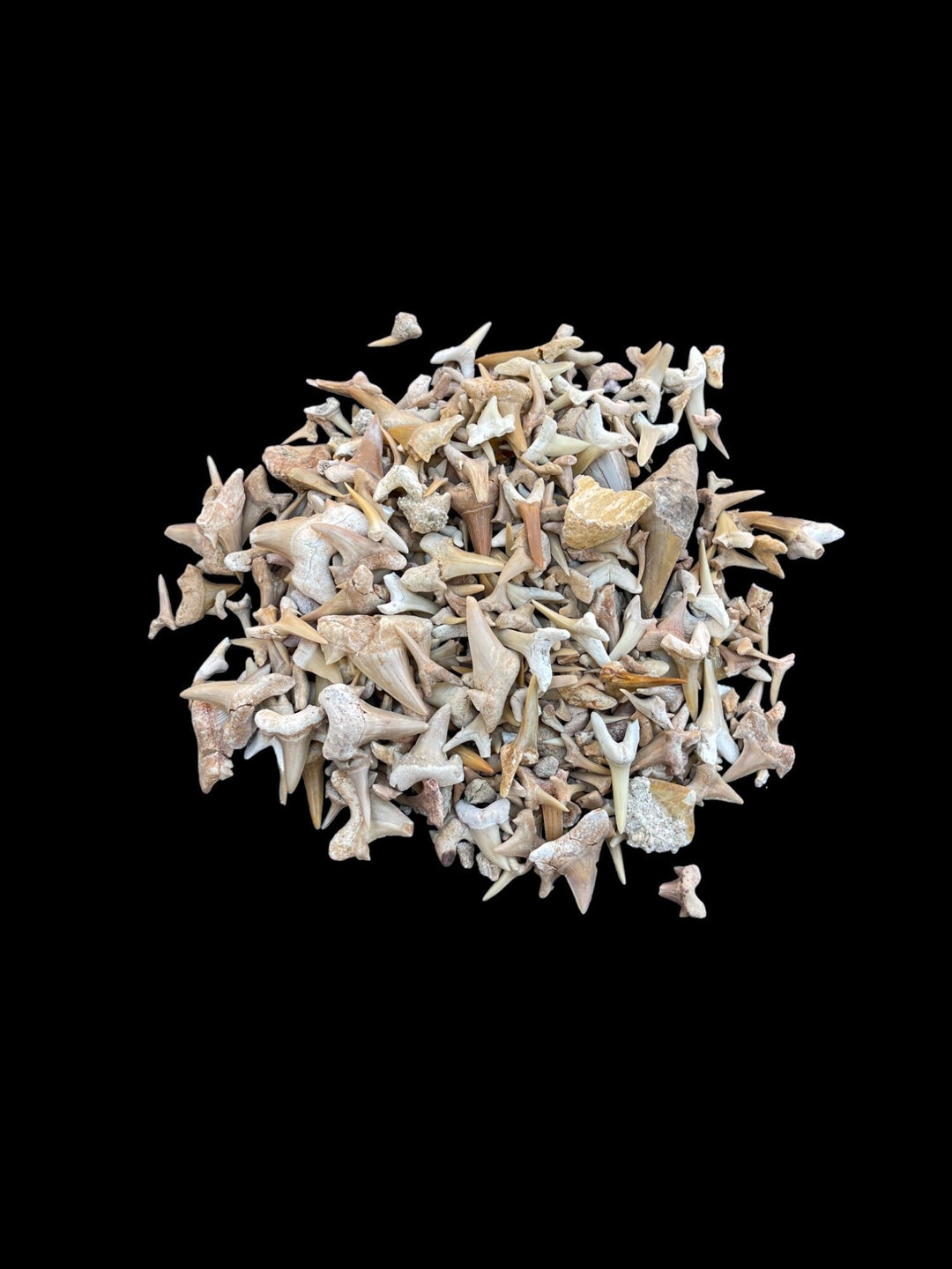4 KG of Authentic Moroccan Broken and Unbroken Shark Teeth - A Unique ...