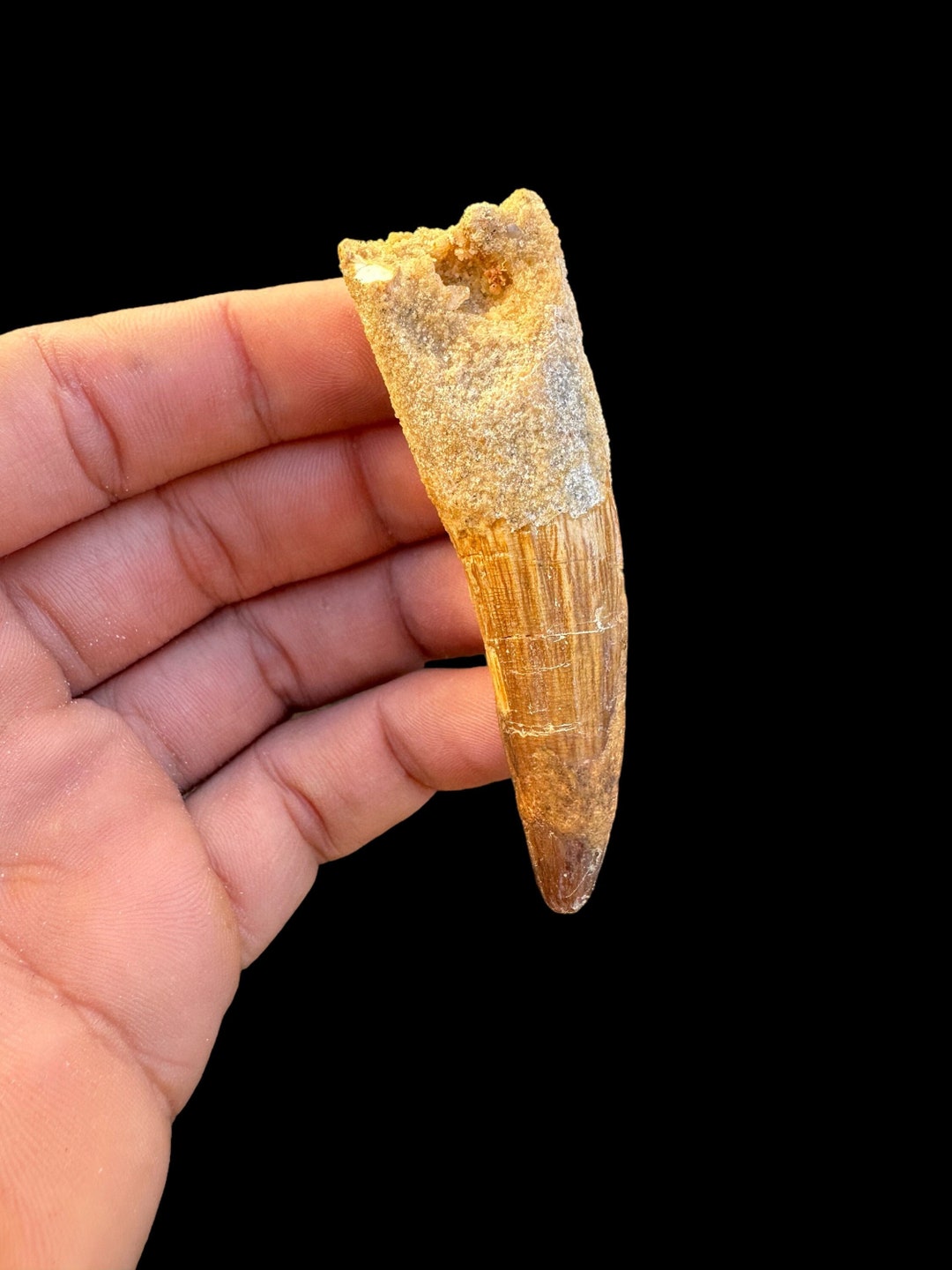 A Beauriful Spinosaurus Tooth, Great Spinosaurus Tooth, Cretaceous ...