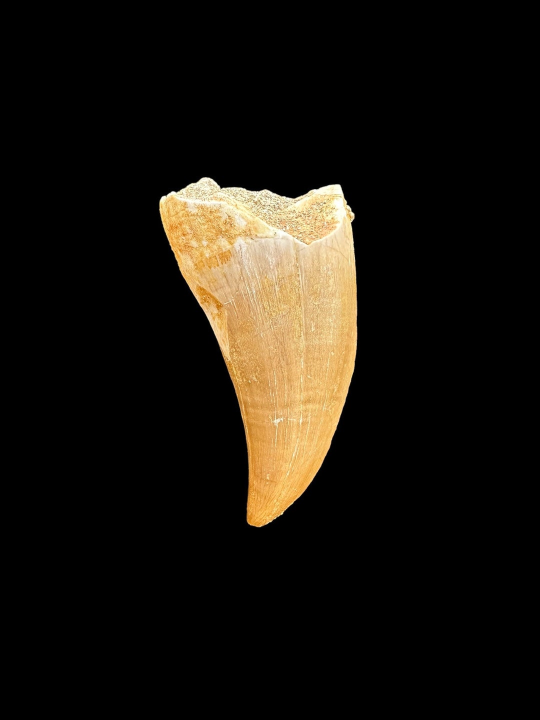 Great Mosasaurus Tooth From Morocco: Mosasaurus Predator Tooth From ...
