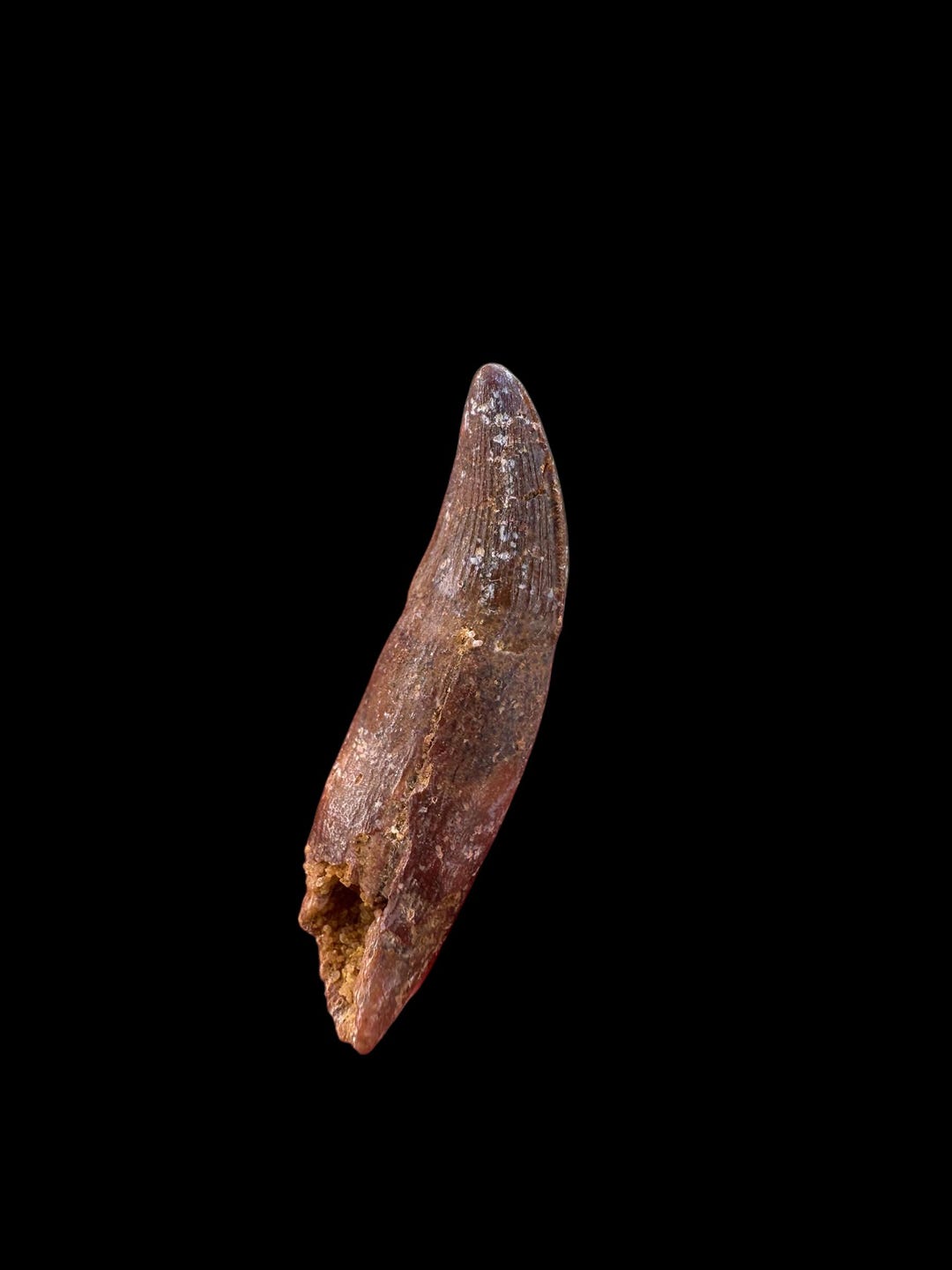 Rare Cretaceous Super Croc Tooth (elosuchus) Authentic Fossil From Kem ...