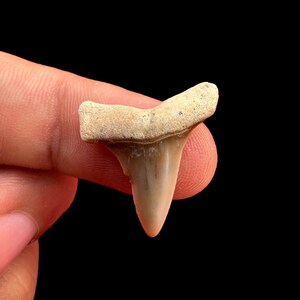 Great Macrorhizodus Falcatus Shark Tooth From Dakhla Morocco - Etsy