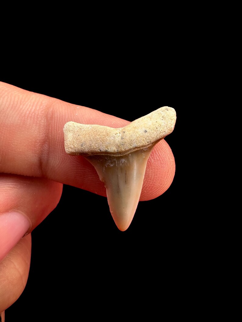 Great Macrorhizodus Falcatus Shark Tooth From Dakhla Morocco - Etsy