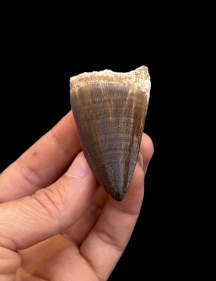 High Quality Mosasaur Tooth Large Marine Dinosaur Mosasaurs - Etsy