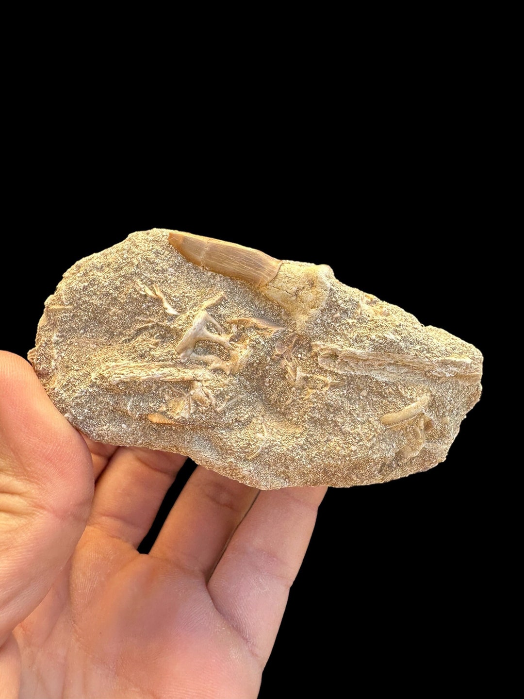 Genuine Sawfish Tooth Fossil in Matrix From Morocco Stunning Display ...