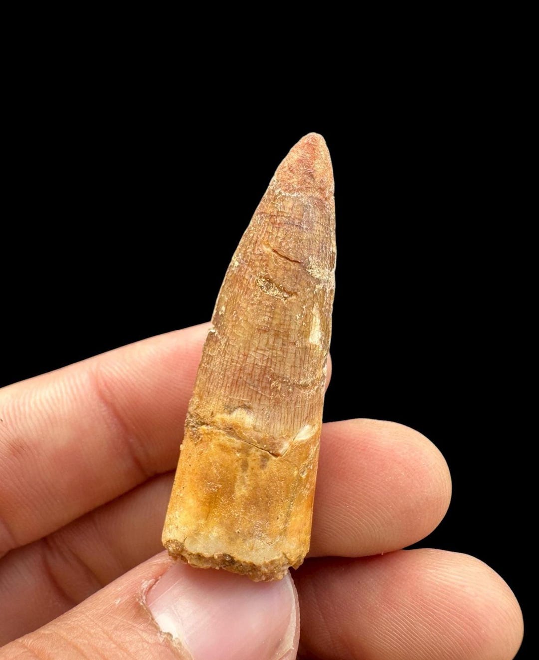 Amazing Spinosaurus Tooth Fossil – Moroccan Prehistoric Relic – Rare ...