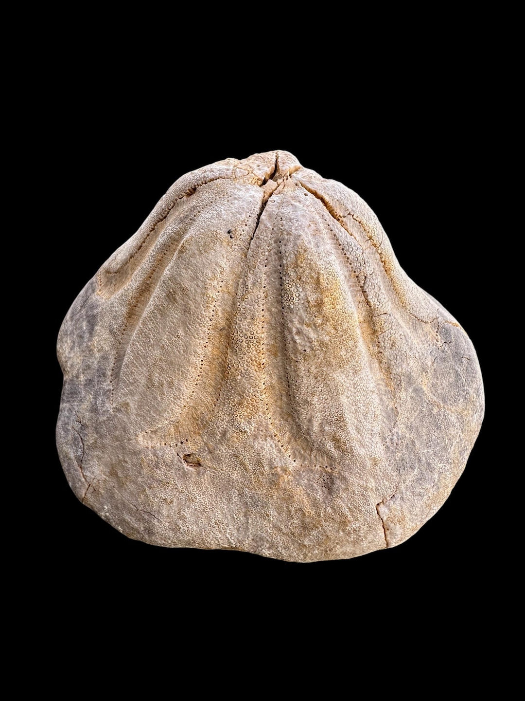 Rare Fossilized Clypeaster (sea Urchin) - Miocene Era - Morocco - Etsy
