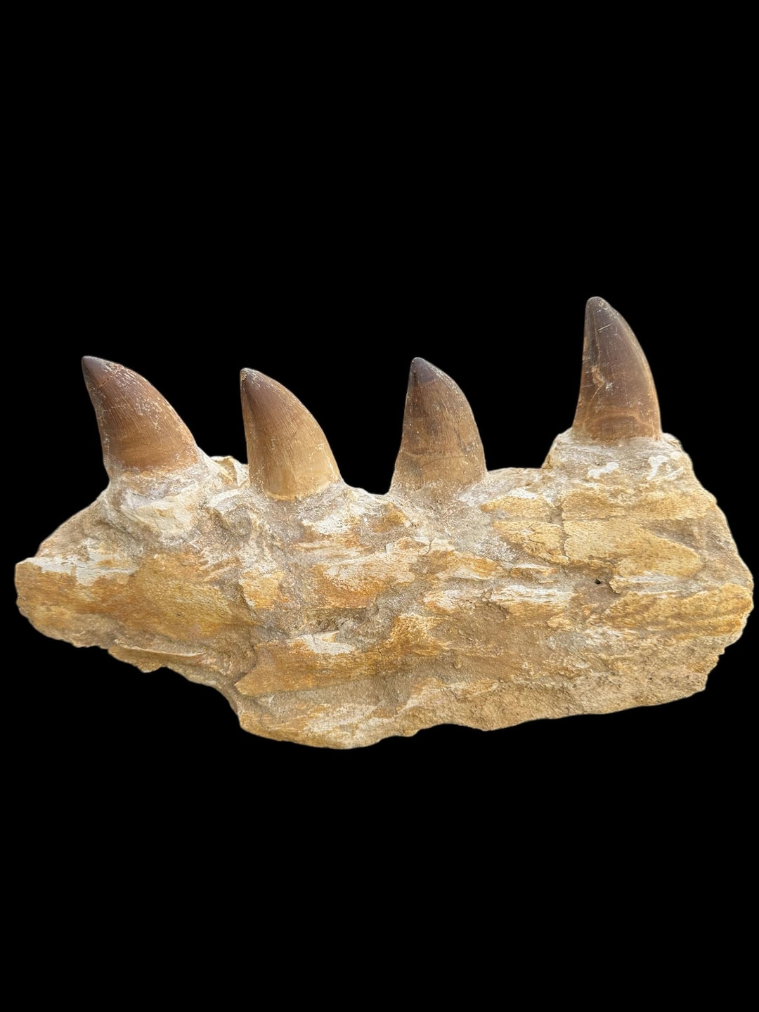 Great Mosasaur Jaw Specimen From Morocco, Partial Mosasaurs Skull Dino ...