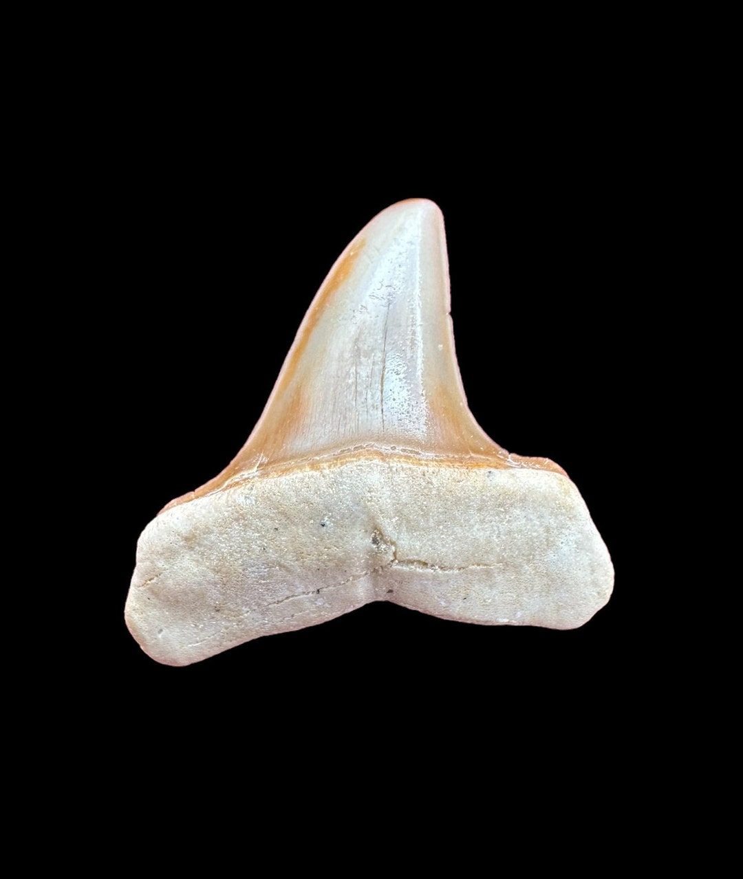 Rare and Beautiful Macrorhizodus Falcatus Shark Tooth From Dakhla ...