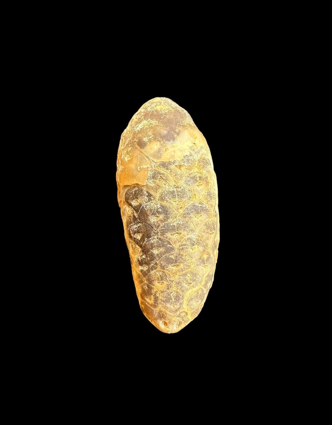 Ancient Moroccan Pine Cone Fossil – Perfect for History Enthusiasts ...