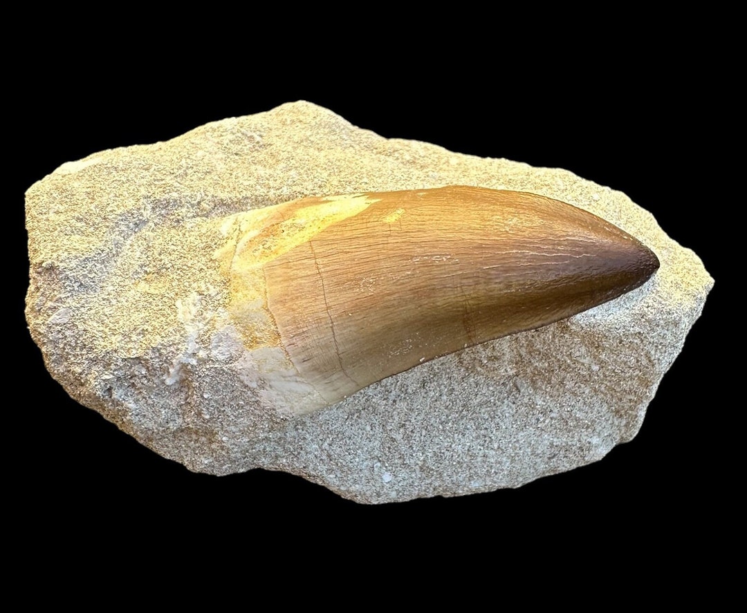 A Huge Mosasaurus Tooth in Matrix From Morocco, Fossilized Dino Tooth ...