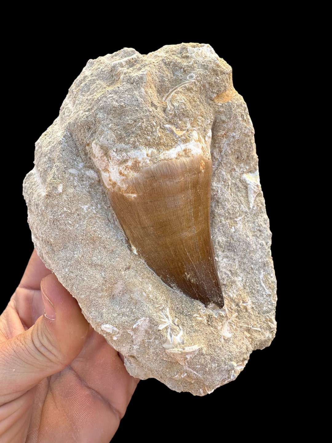 Great Genuine Mosasaurus Tooth - A Piece of Prehistoric Majesty- Real ...