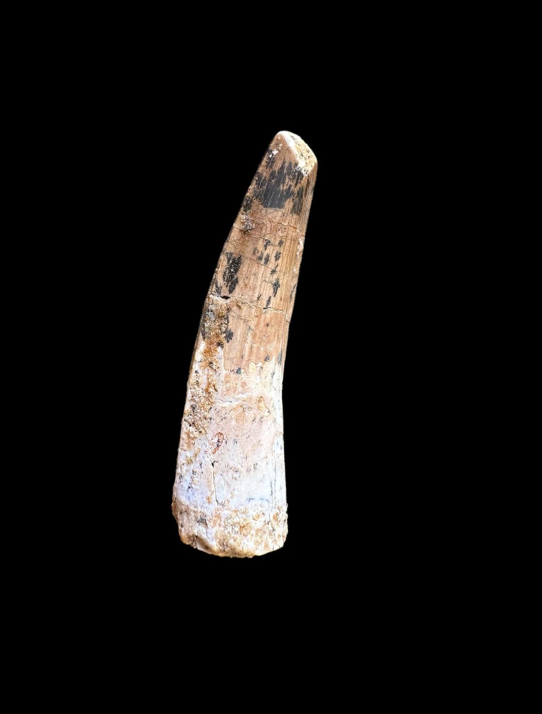 Lovely Spinosaurus Tooth Fossil – Moroccan Prehistoric Relic – Rare ...