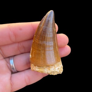 Great Mosasaur Tooth Large Marine Dinosaur Mosasaurs Real Fossil From ...