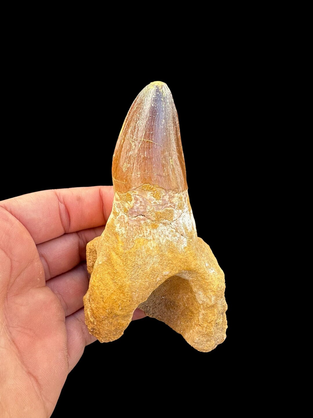 Awesome Rooted Prognathodon Fossil Tooth: A One-of-a-kind Addition to ...