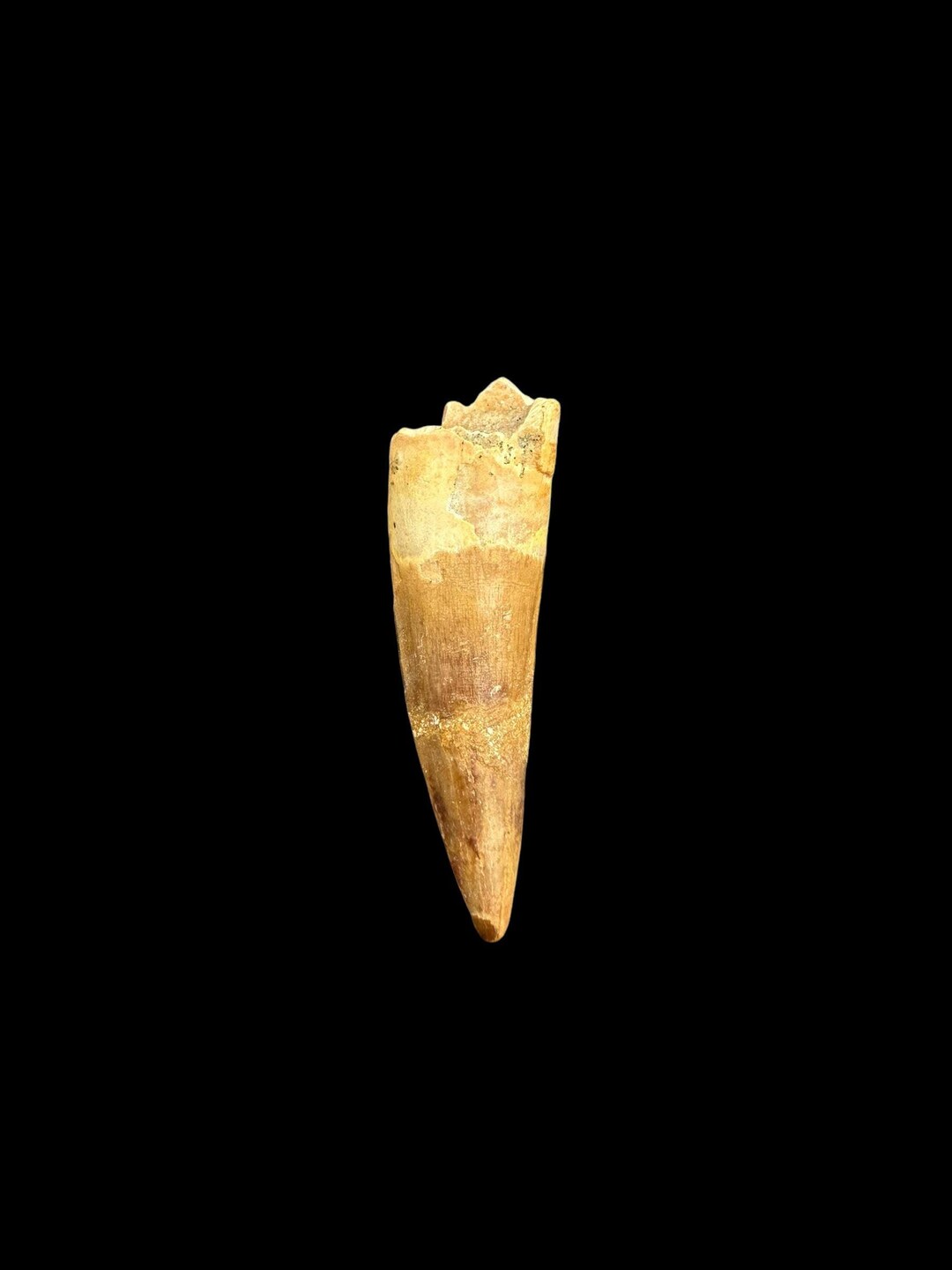 Amazing Spinosaurus Tooth, Cretaceous Dinosaur, 112 to 93.5 Million ...