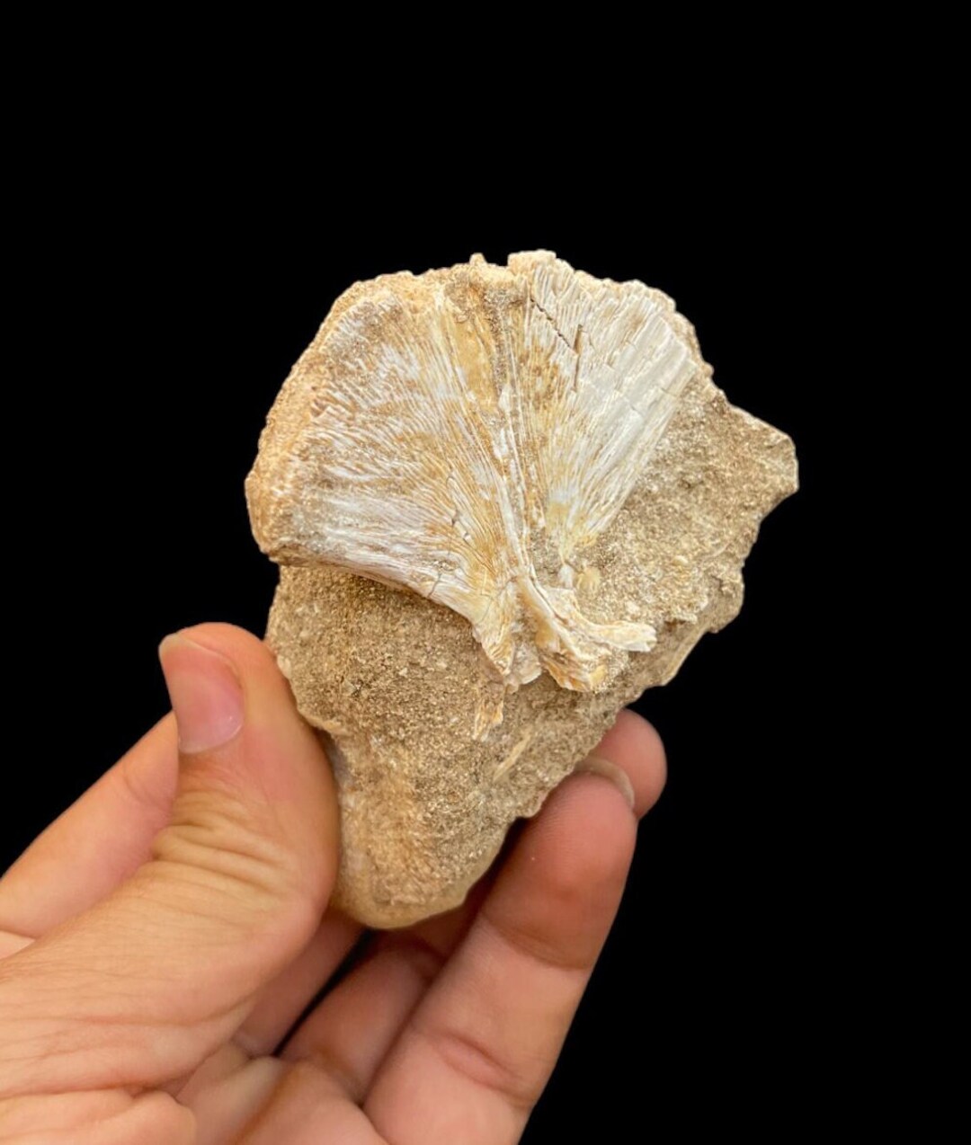 2.2" Fossil Fish (enchodus) Hypural Bone in Matrix (tailbone) From ...