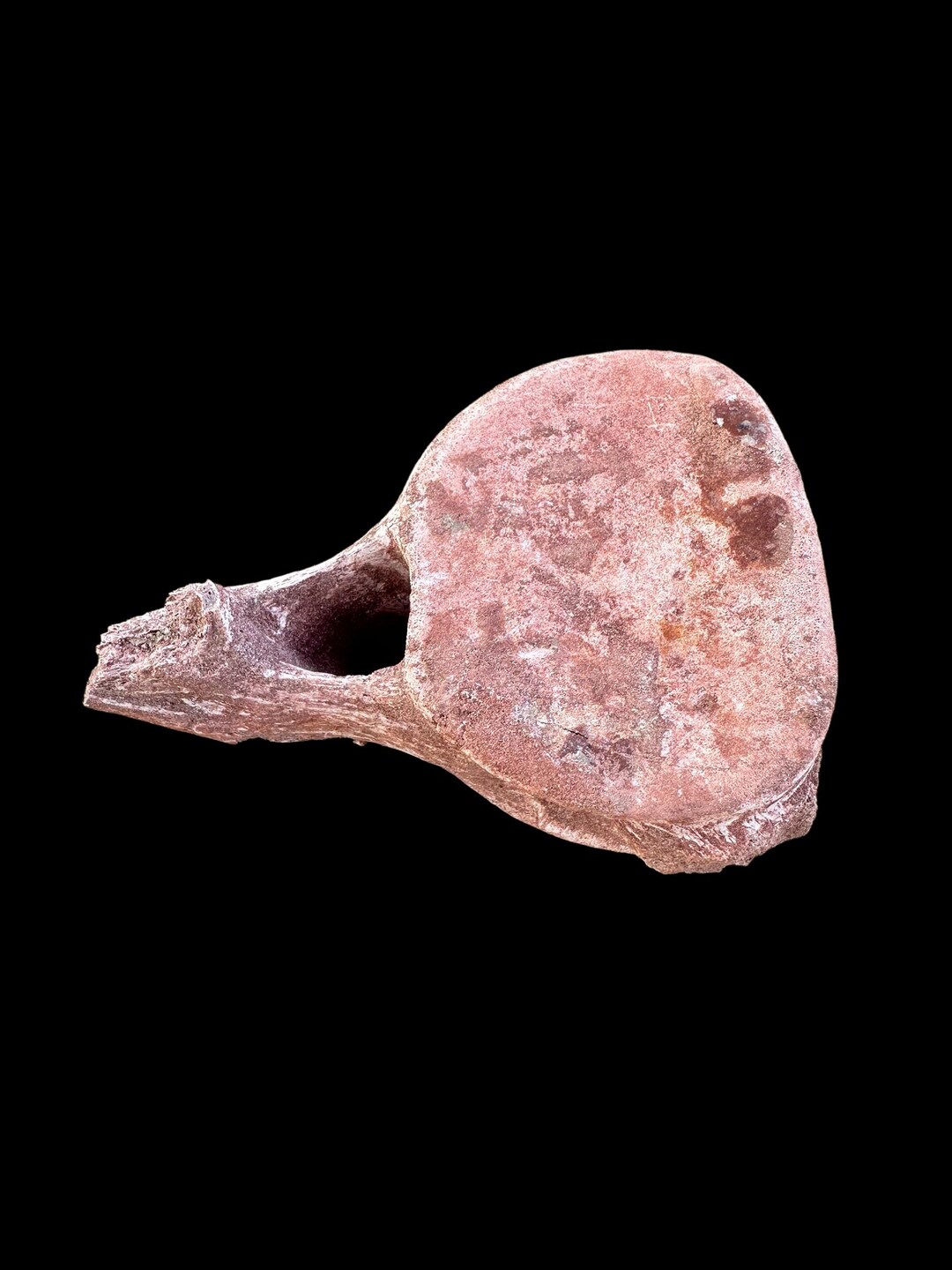 Plesiosaurus Vertebra Fossil Ancient Marine Reptile Relic Authentic ...