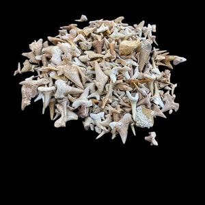 4 KG of Authentic Moroccan Broken and Unbroken Shark Teeth - A Unique ...