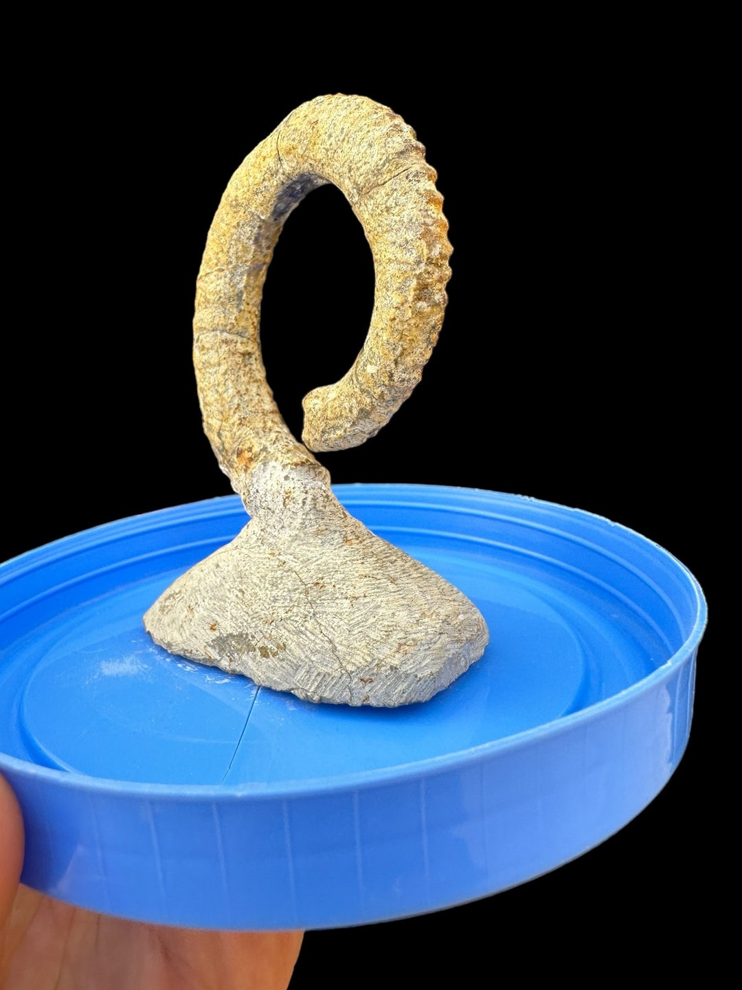 Rare Devonian Ammonite Fossil anetoceras Stunning 400 Million-year-old ...