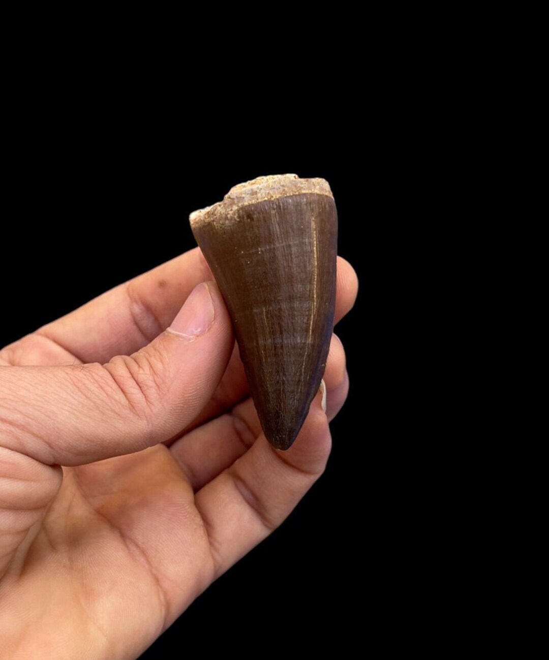 Top Quality Mosasaur Tooth, Large Marine Dinosaur Mosasaurs Real Fossil ...
