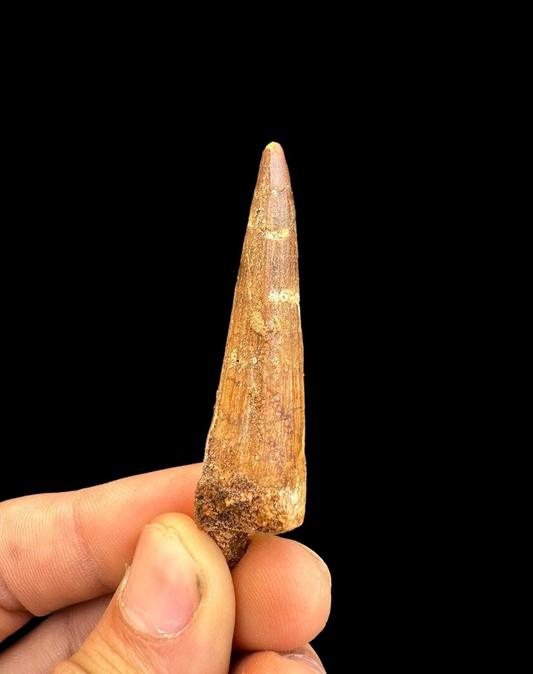 Amazing Spinosaurus Tooth, Cretaceous Dinosaur, 112 to 93.5 Million ...