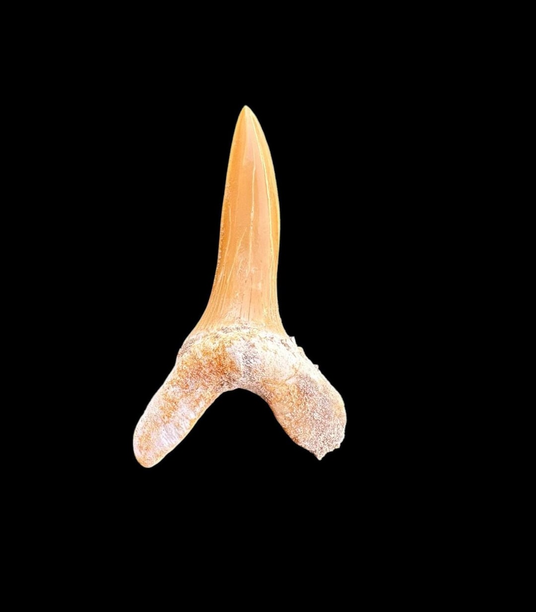 Ancient Goblin Shark Tooth Fossil - Stunning Mitsukurina Find ...