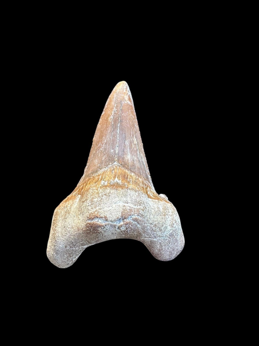 Sweet Auriculatus Sokolovi Shark Tooth, Dinosaur Tooth From Morocco ...