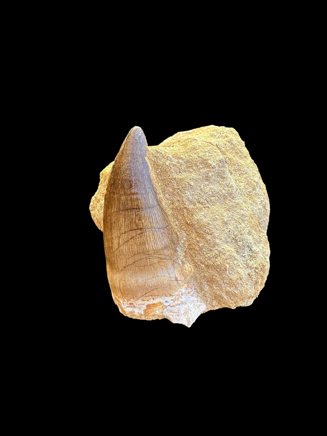 Awesome Mosasaurus Tooth Fossil in Natural Matrix - Stunning ...